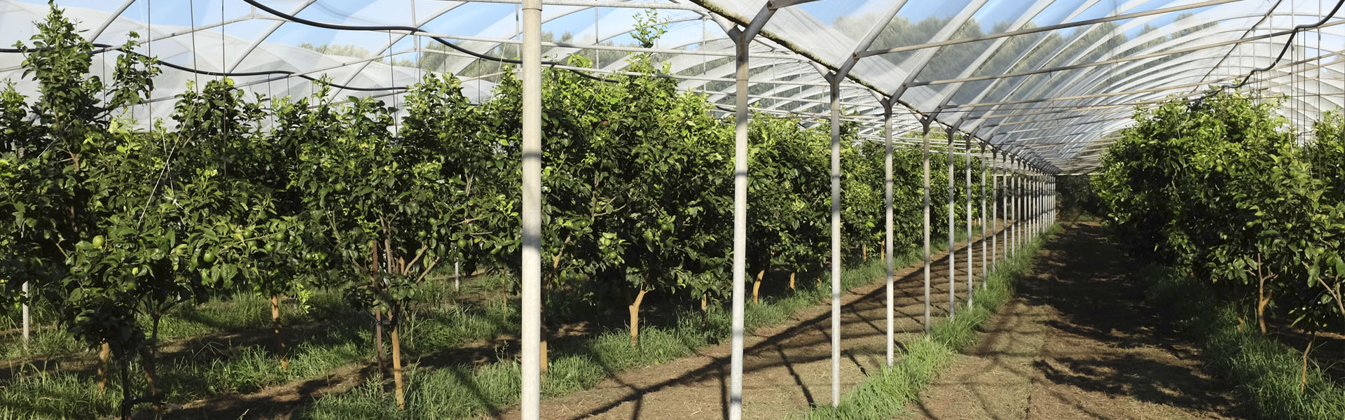 Home Page | Gruppo Caffo